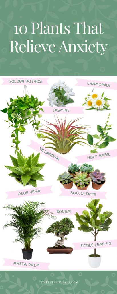 10 Best Indoor Plants for Anxiety and Stress Relief
